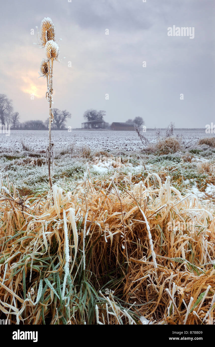 Field frost farming hi-res stock photography and images - Alamy
