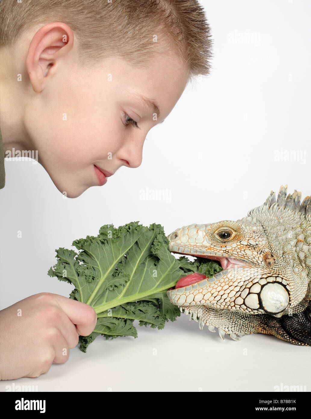little boy feeding green leaf to large hungry pet lizard Stock Photo ...