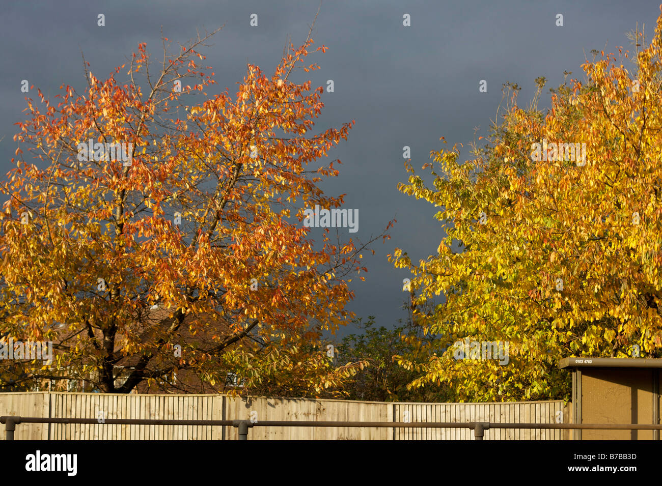 London fall foliage hi-res stock photography and images - Alamy