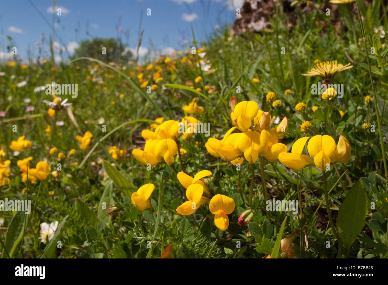 common birds foot trefoil on a summer meadow Stock Photo - Alamy