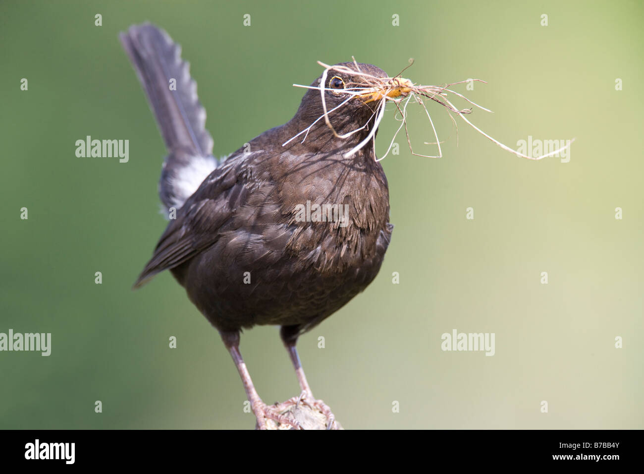 Black Bird Turdus merula Turdidae Stock Photo - Alamy