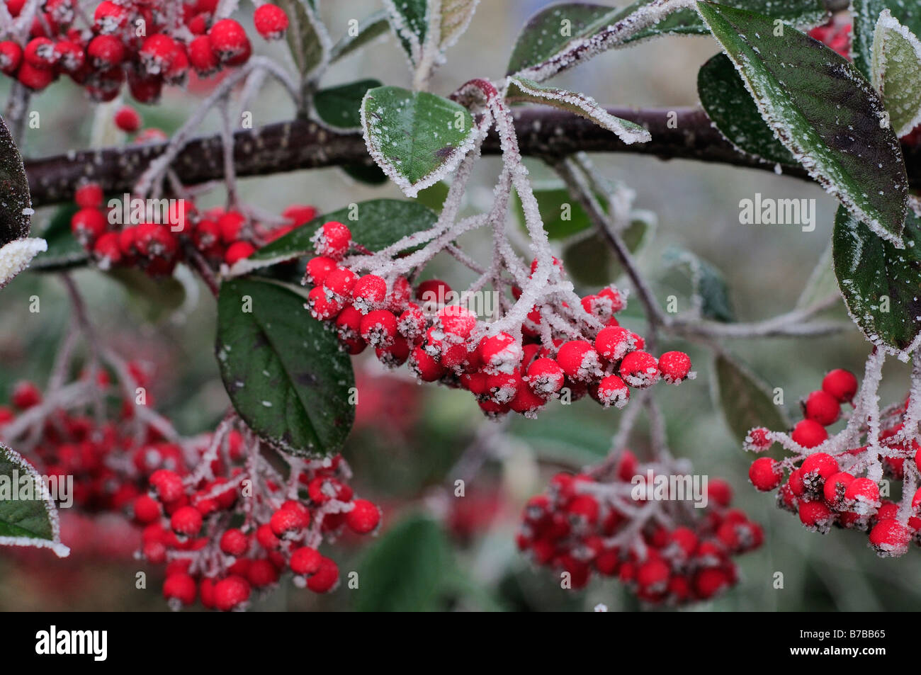 Red berries in winter covered with frost Stock Photo - Alamy