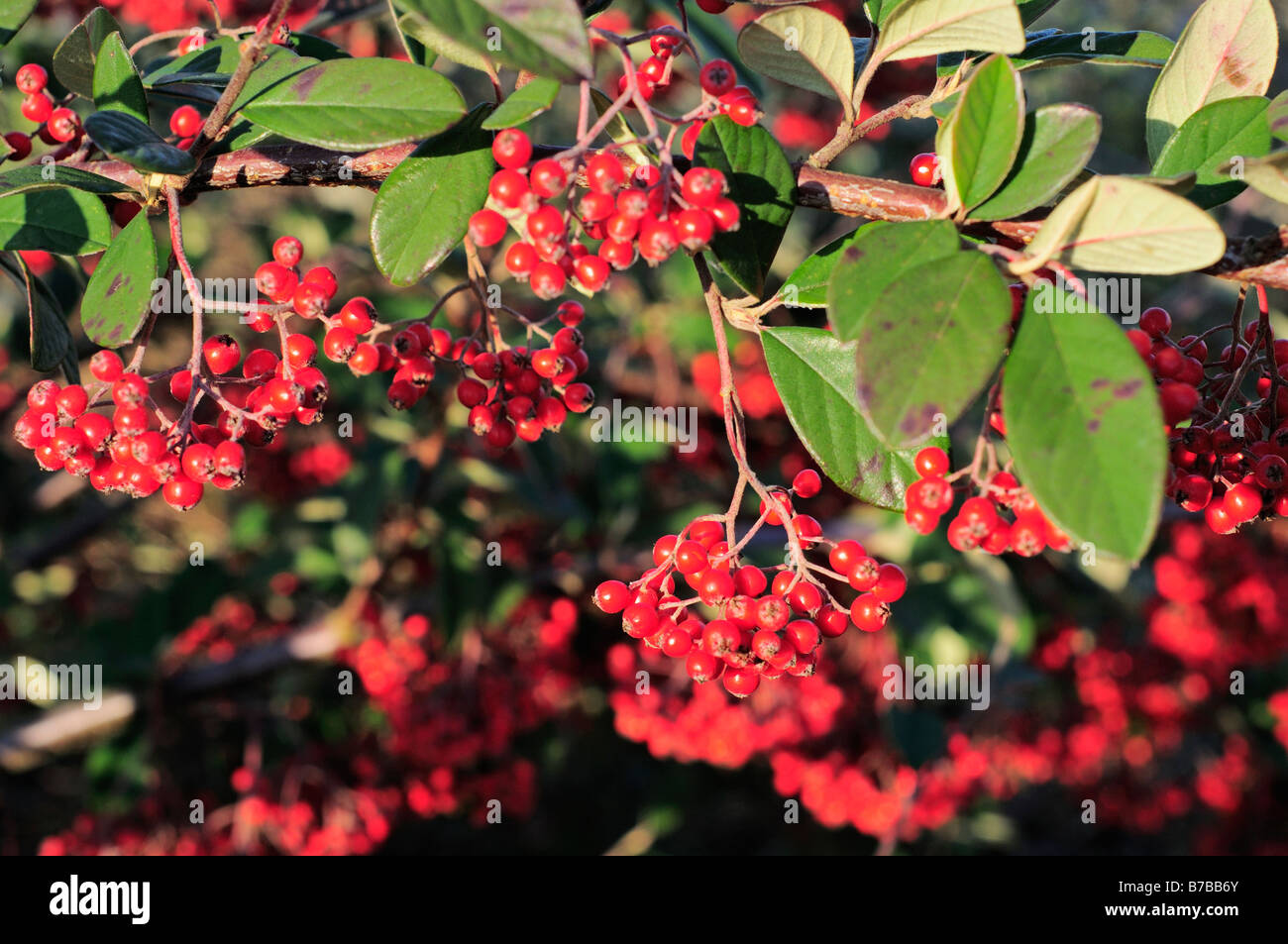 Red berry winter hi-res stock photography and images - Alamy