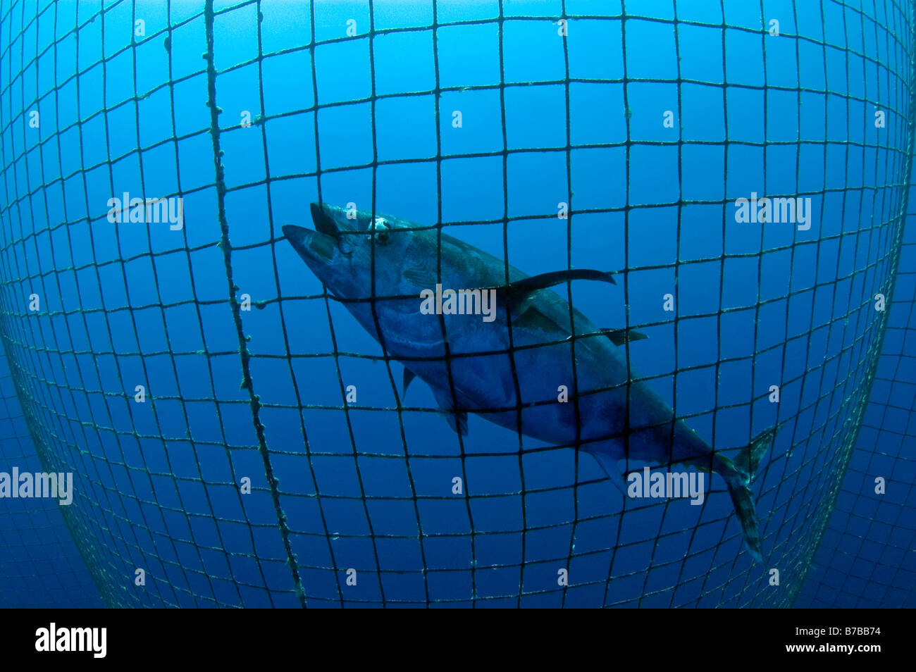 Dead Bluefin Tuna in Tuna Transport Cage, Mediterranean Stock Photo - Alamy