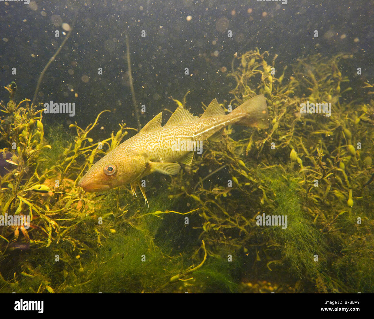 Atlantic cod underwater hi-res stock photography and images - Alamy