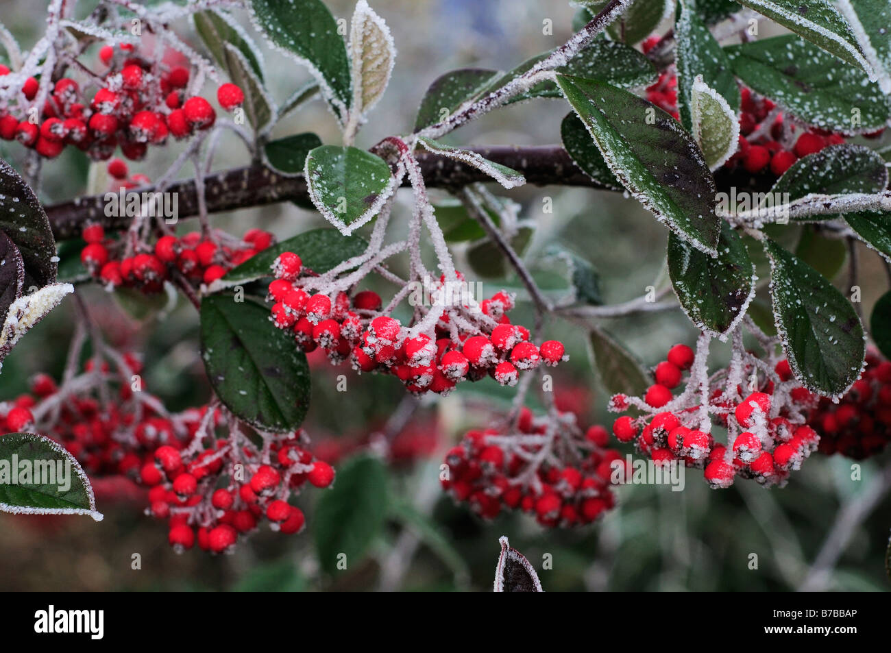 Red berries in winter covered with frost Stock Photo - Alamy