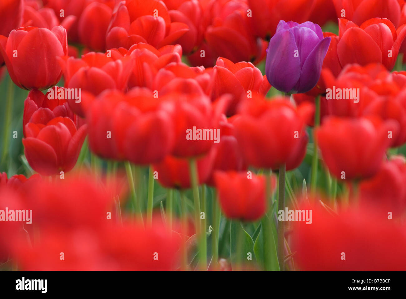 Norfolk tulips hi-res stock photography and images - Alamy