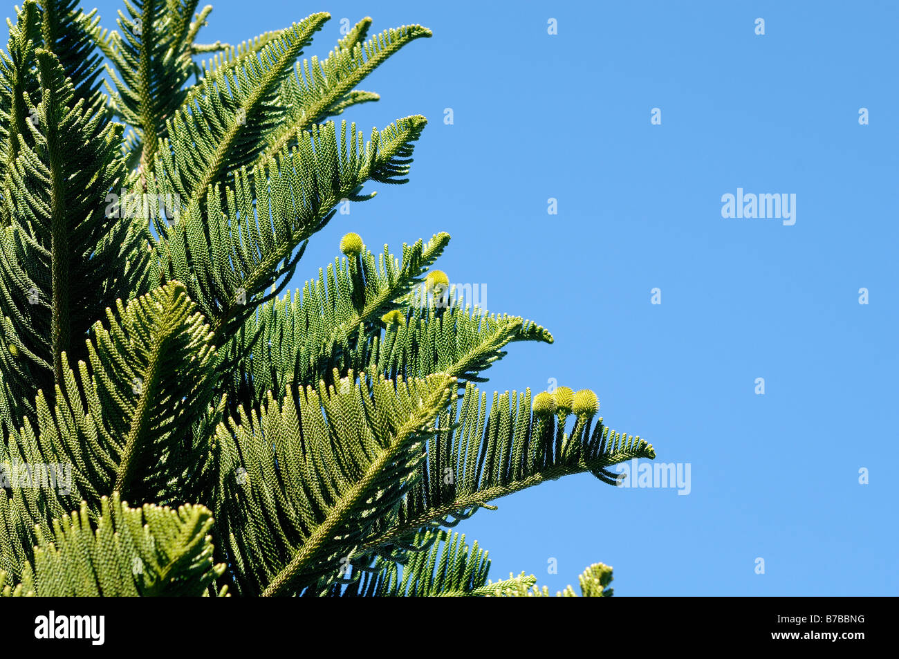 Araucaria Excelsa Norfolk Pine Leaves detail Stock Photo - Alamy