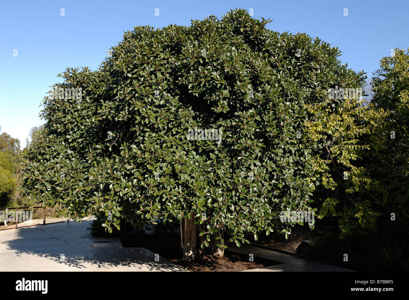 Ficus Rubiginosa High Resolution Stock Photography and Images - Alamy