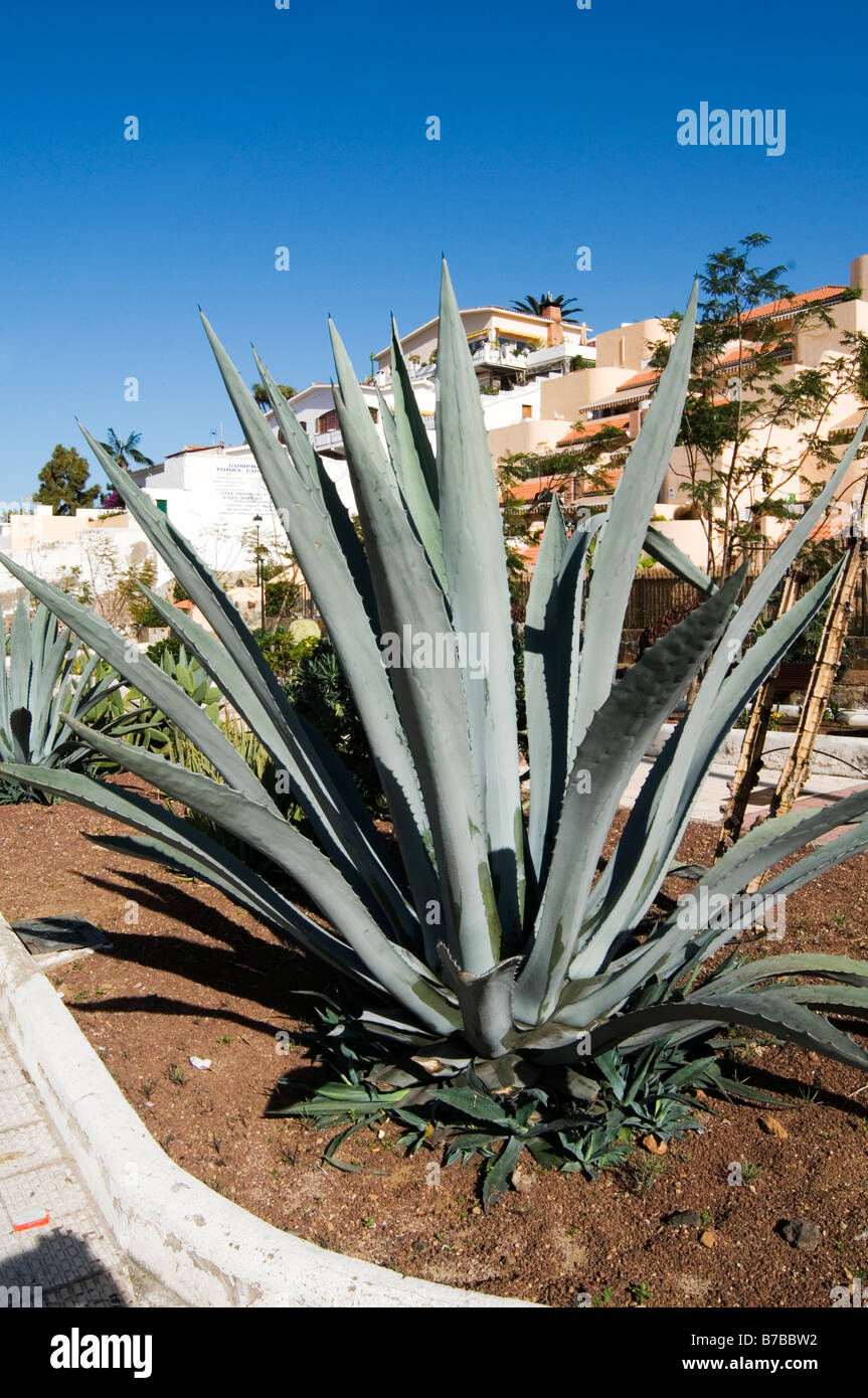 Aloe vera plant Medicinal Aloe succulent plant Stock Photo - Alamy
