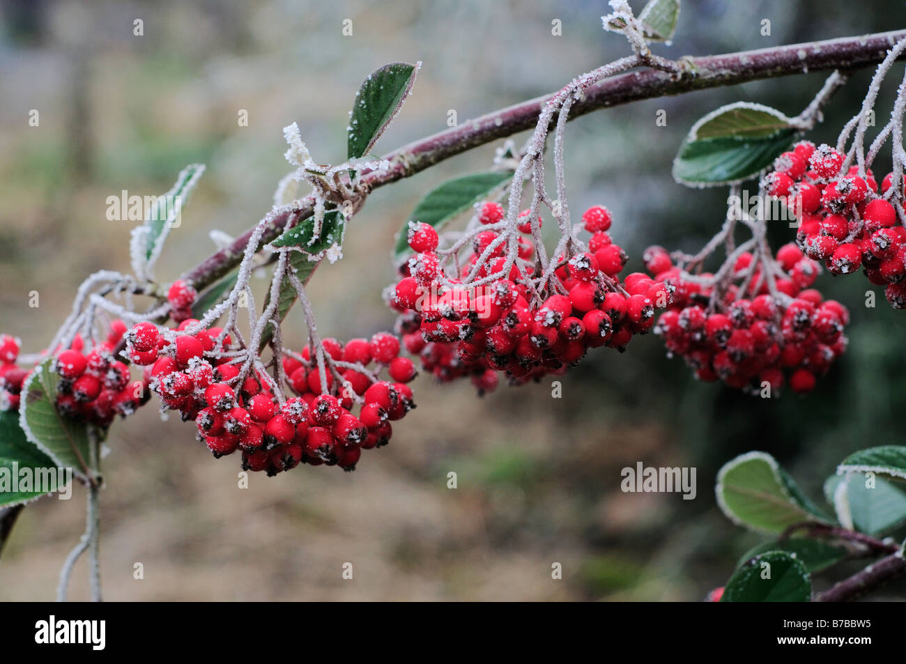 Red berries in winter covered with frost Stock Photo - Alamy