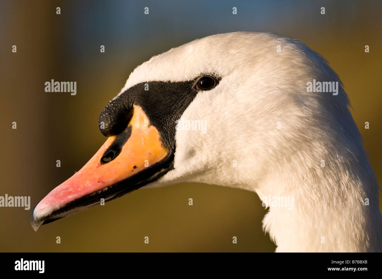 White Swan Close-up Stock Photo - Alamy
