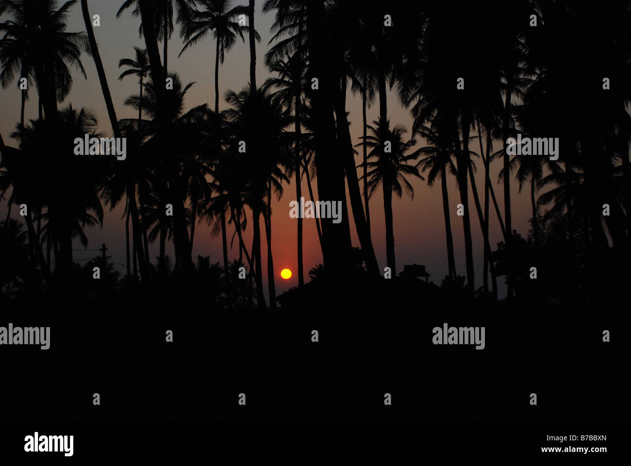 Sunset under the coconut trees, Goa, India Stock Photo - Alamy