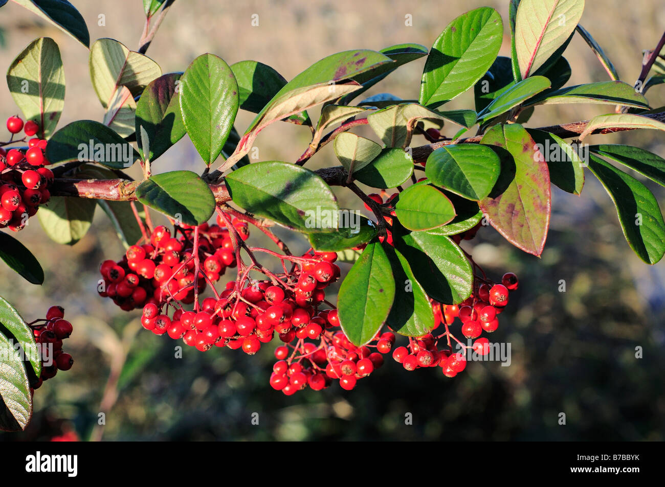 Intense winter hi-res stock photography and images - Alamy