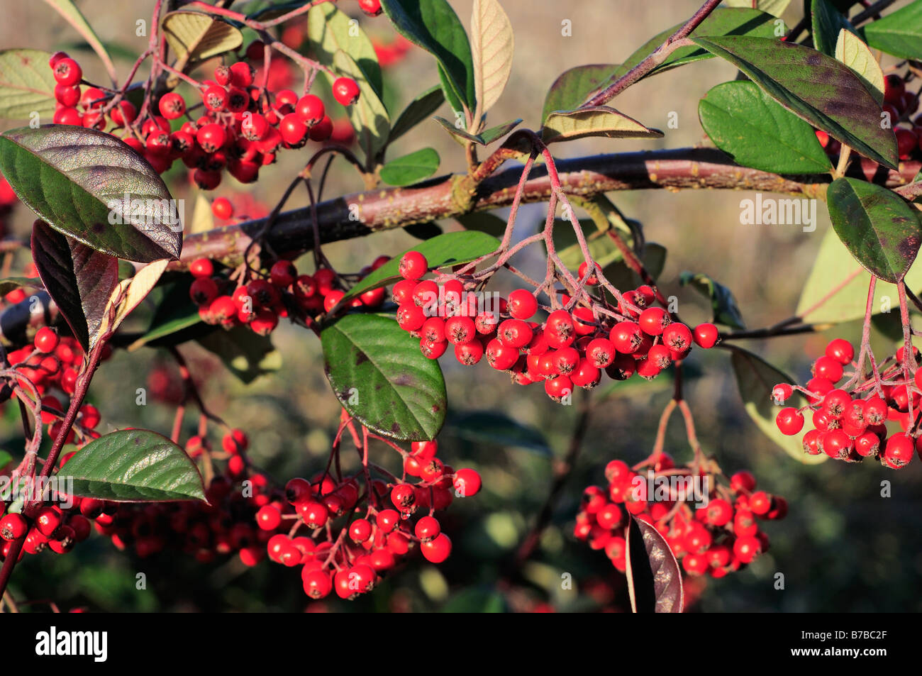 Red berry winter hi-res stock photography and images - Alamy