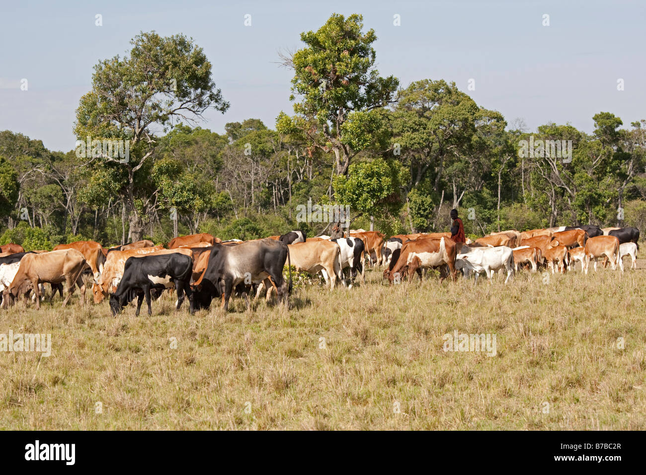 Herds of Masai cattle grazing Masai Mara North Reserve Kenya Stock ...