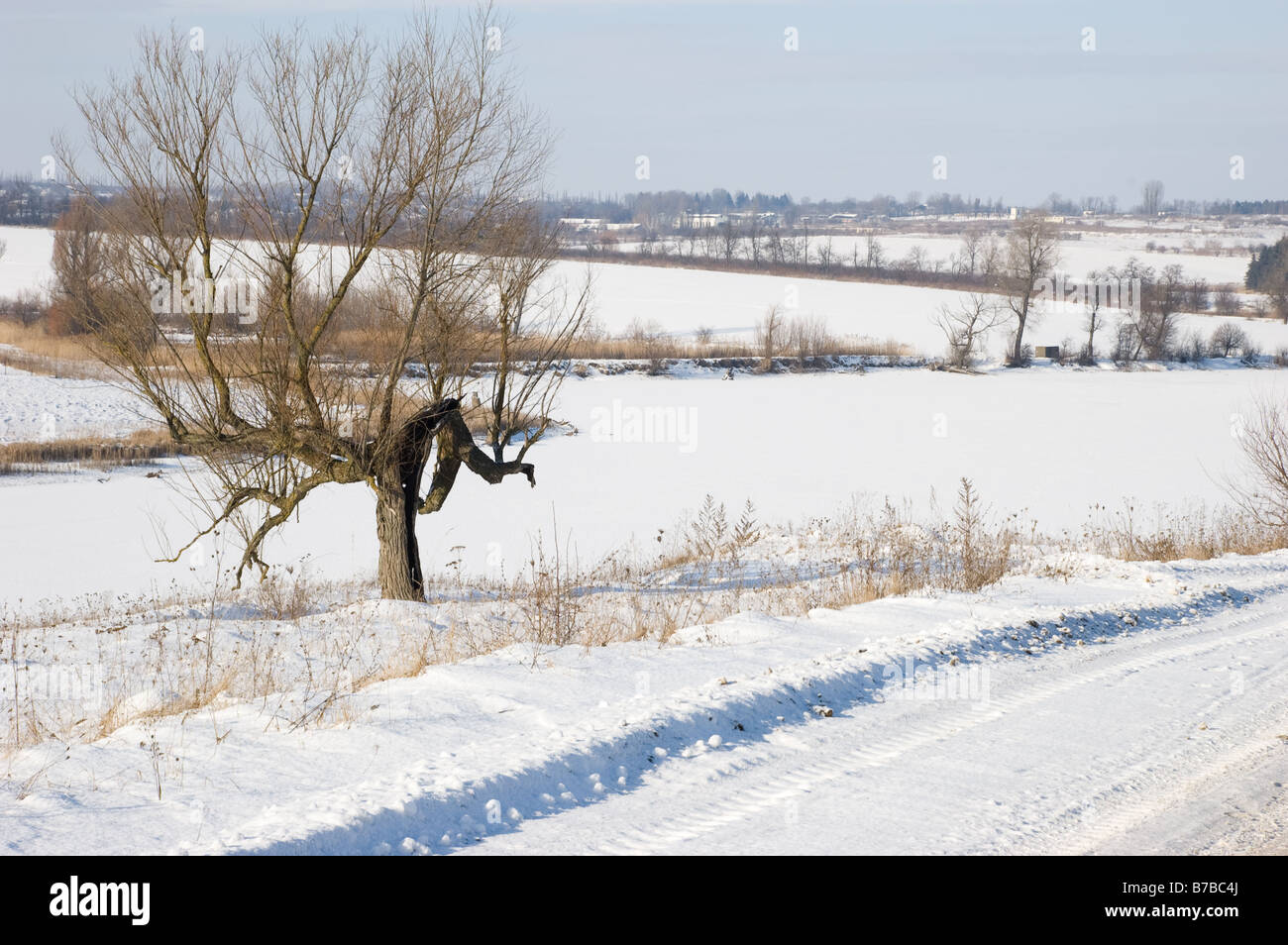 lonely tree in winter field Stock Photo - Alamy