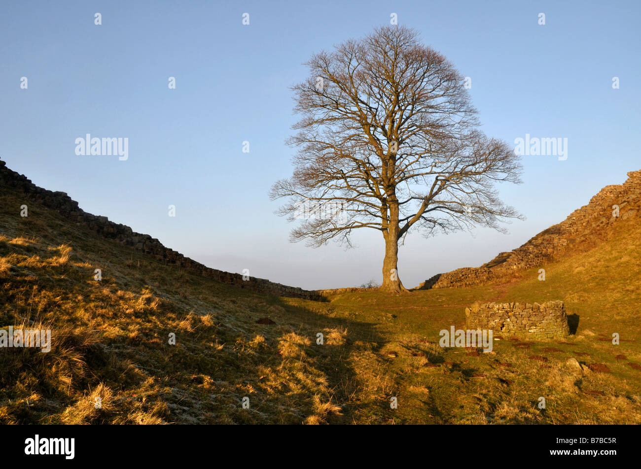 Sycamore tree by Hadrian's wall, Steel Rigg Northumberland, England ...