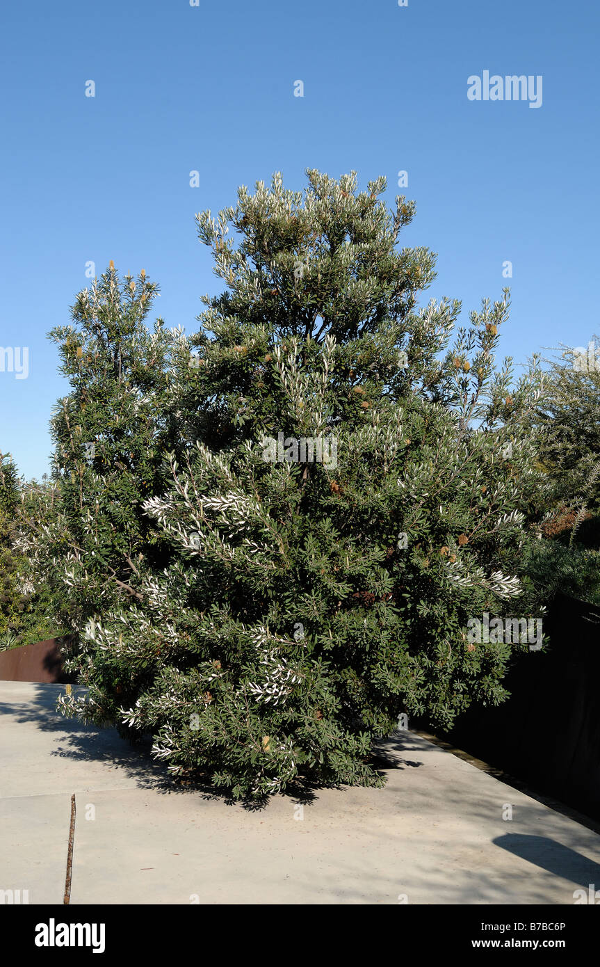 Banksia Integrifolia whole tree Stock Photo - Alamy
