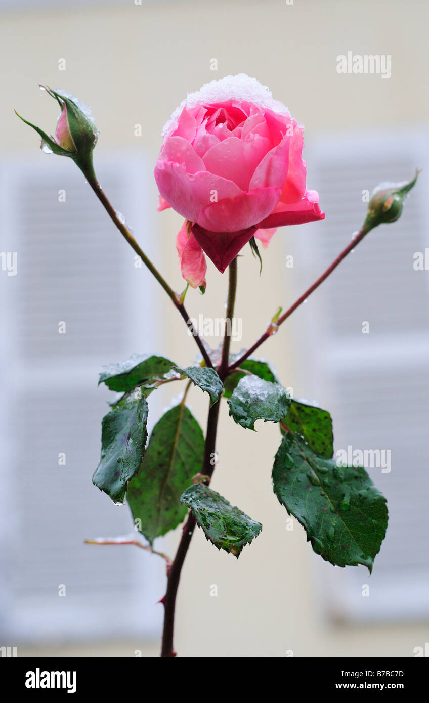 Pink rose with snow hi-res stock photography and images - Alamy