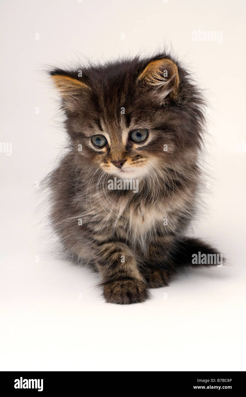 Cute six week old kitten Stock Photo - Alamy