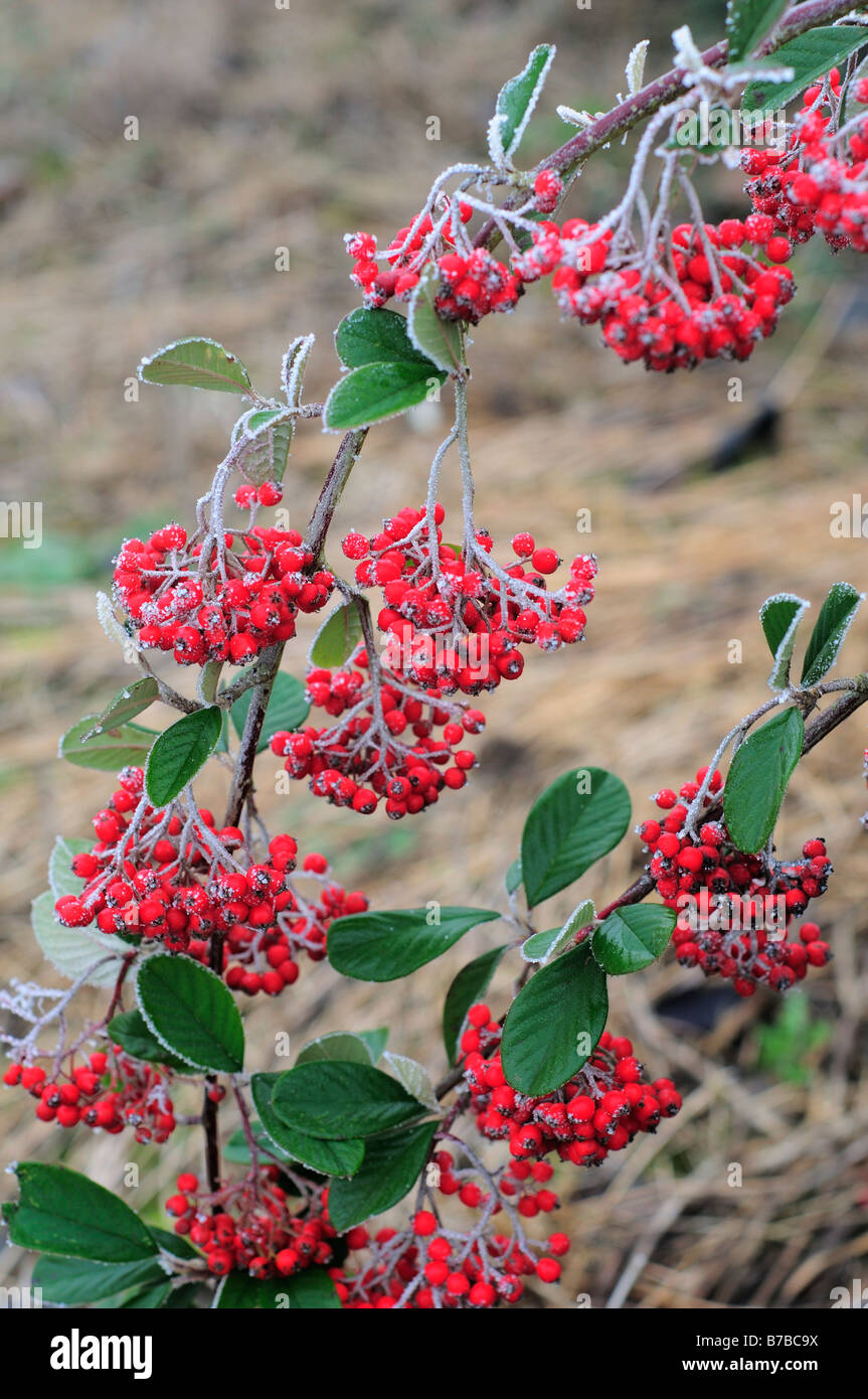 Red berries in winter covered with frost Stock Photo - Alamy