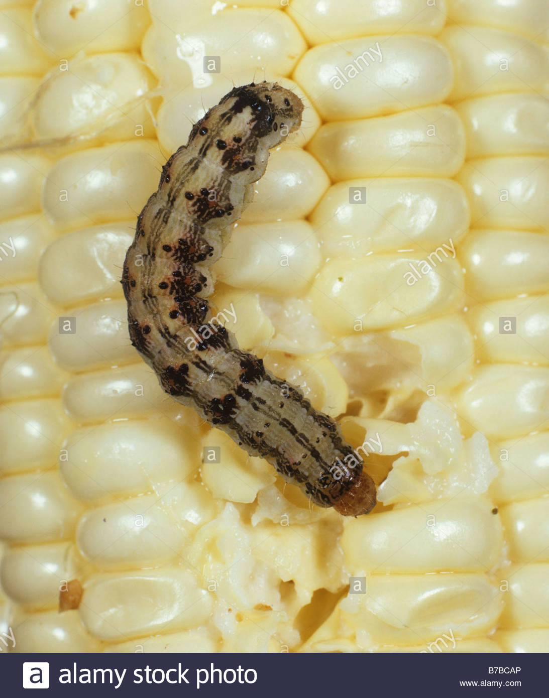 Cotton Bollworm Helicoverpa Armigera High Resolution Stock Photography ...