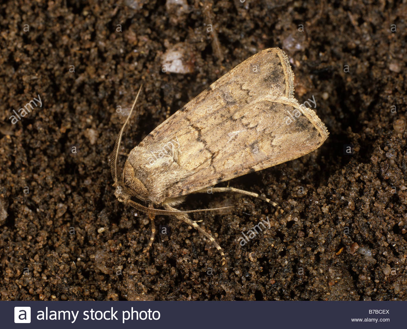 Agrotis Segetum High Resolution Stock Photography and Images - Alamy