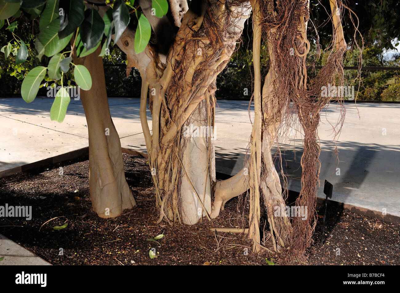 Aerial roots hi-res stock photography and images - Alamy
