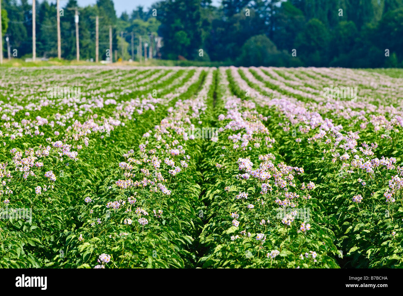 Red potato plants in blossom hi-res stock photography and images - Alamy