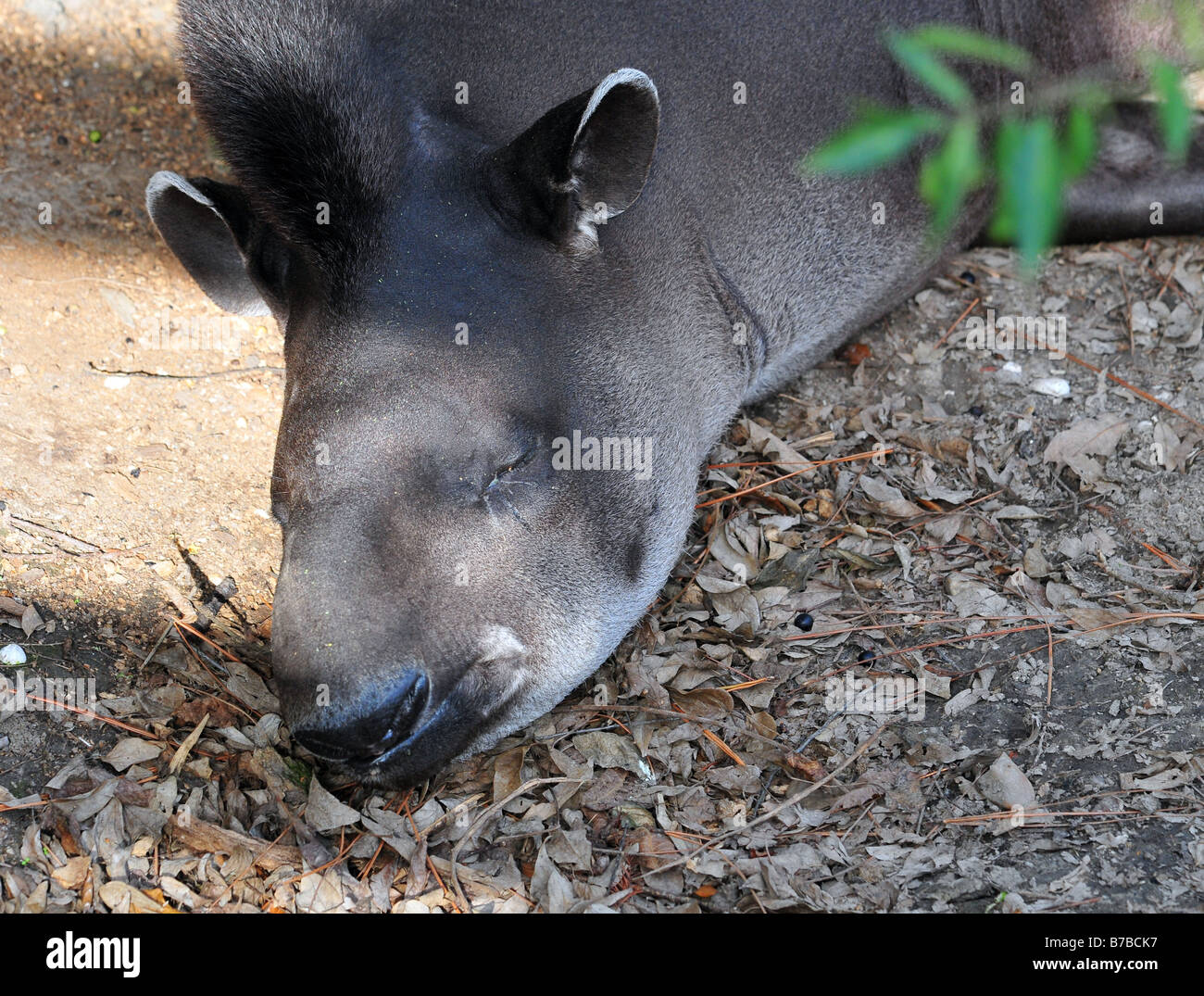 Tapir face hi-res stock photography and images - Alamy