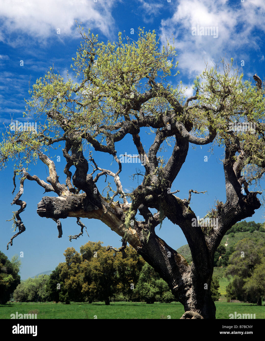 A giant LIVE OAK borders a lush pasture in CARMEL VALLLEY CENTRAL ...