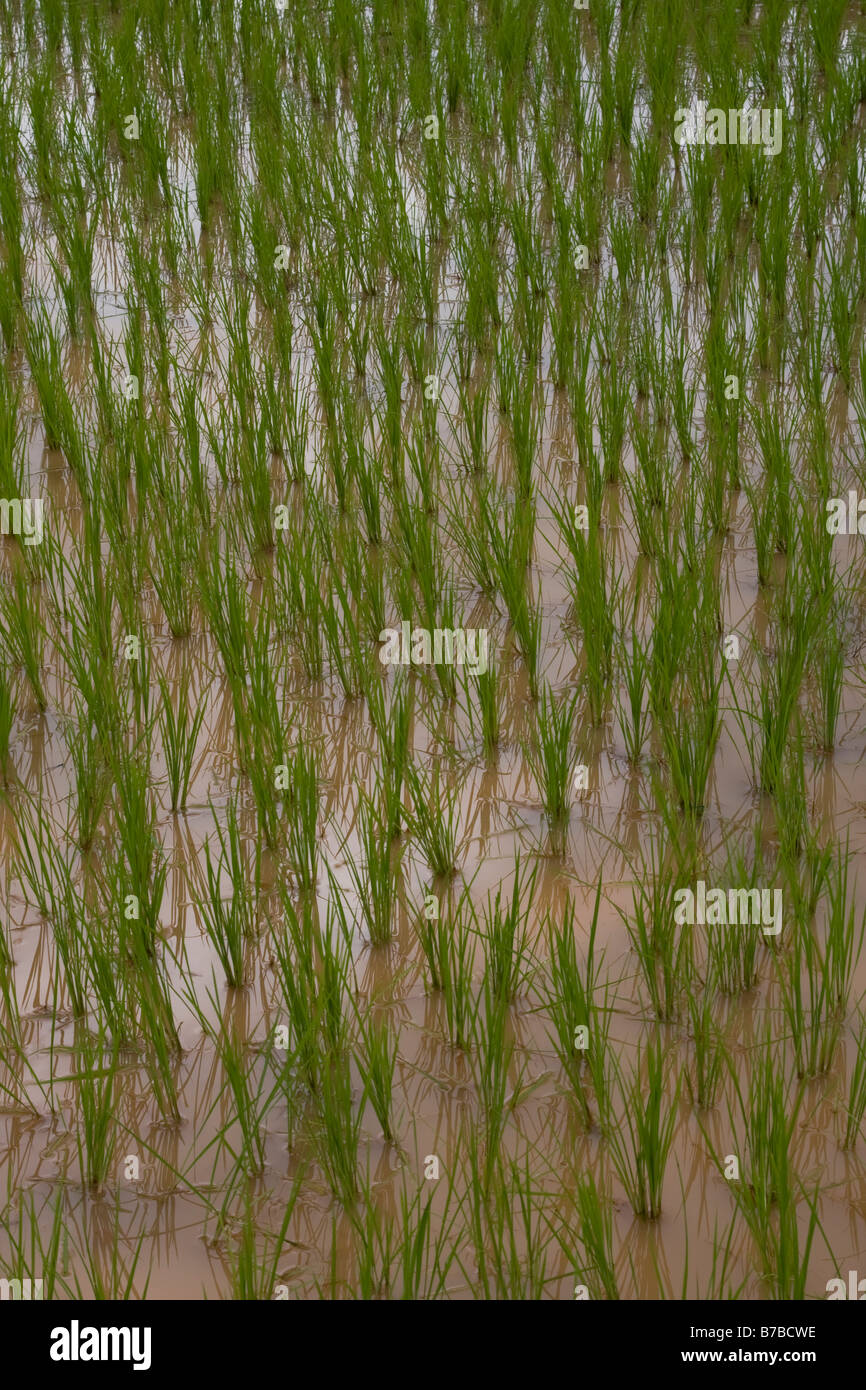 Madagascar rice agriculture hi-res stock photography and images - Alamy