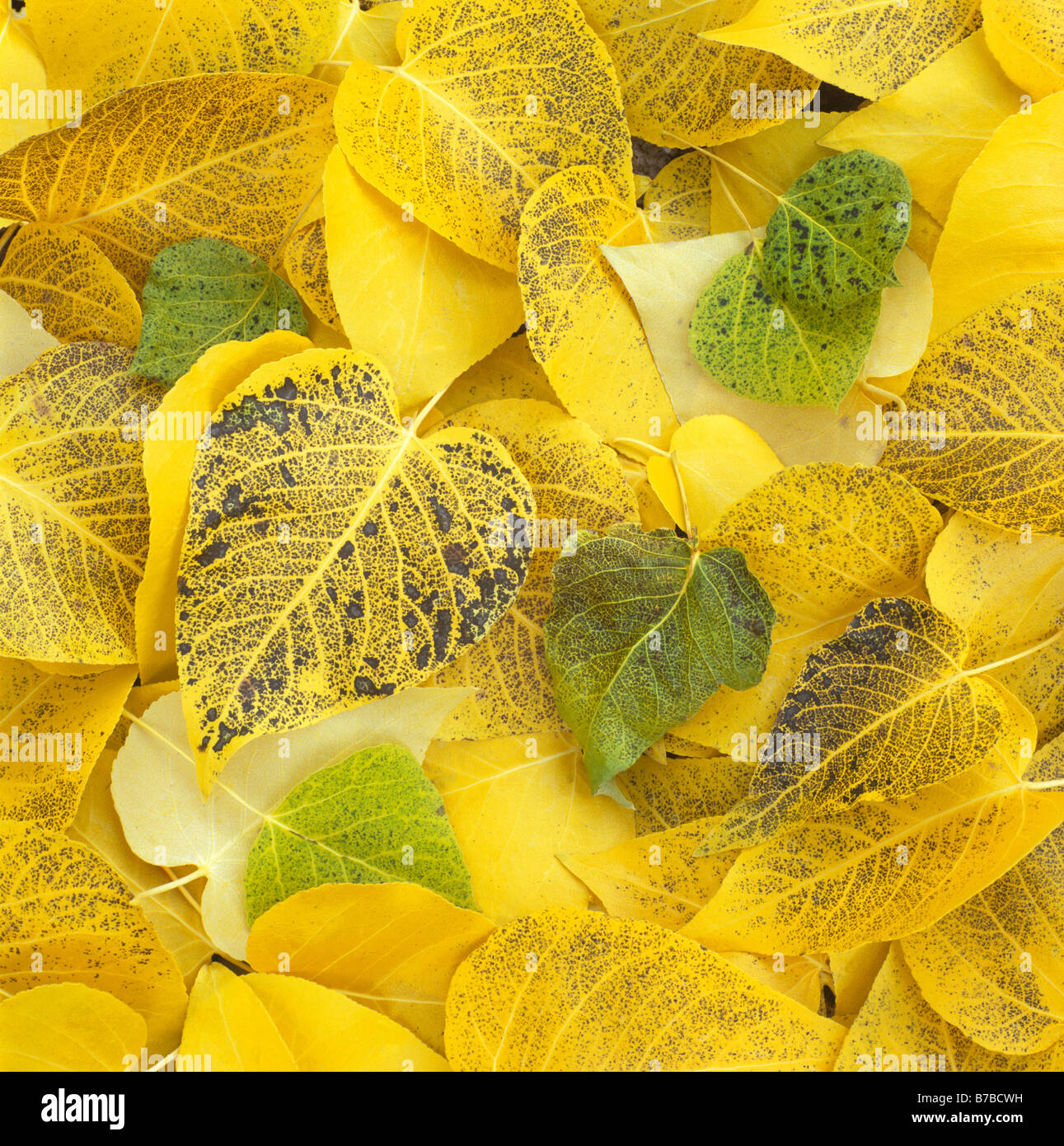GOLDEN ASPEN LEAVES make a beautiful pattern on the forest floor SIERRA ...
