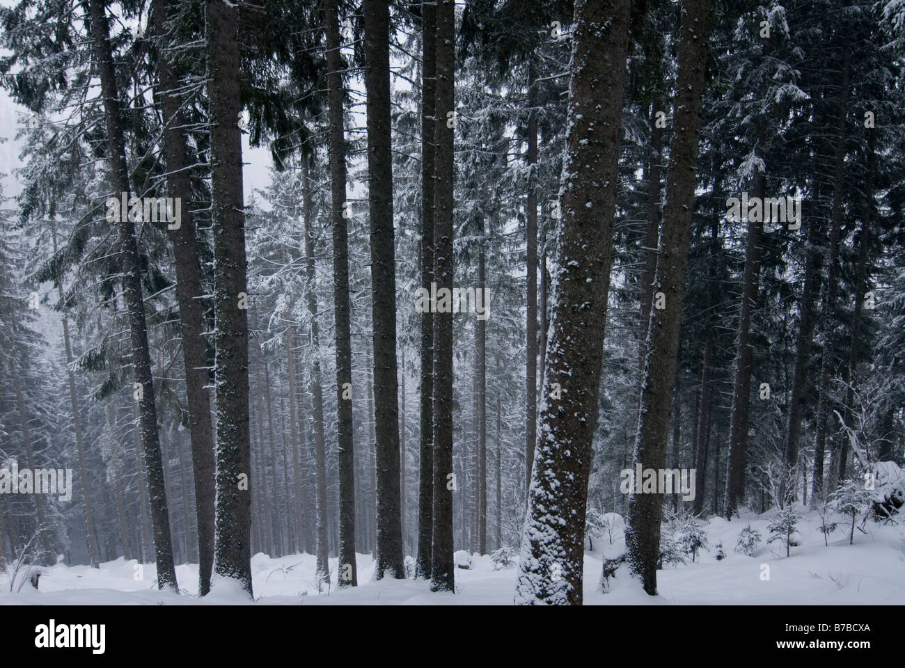 snowy winter alpine forest on steep slope during blizzard Stock Photo ...
