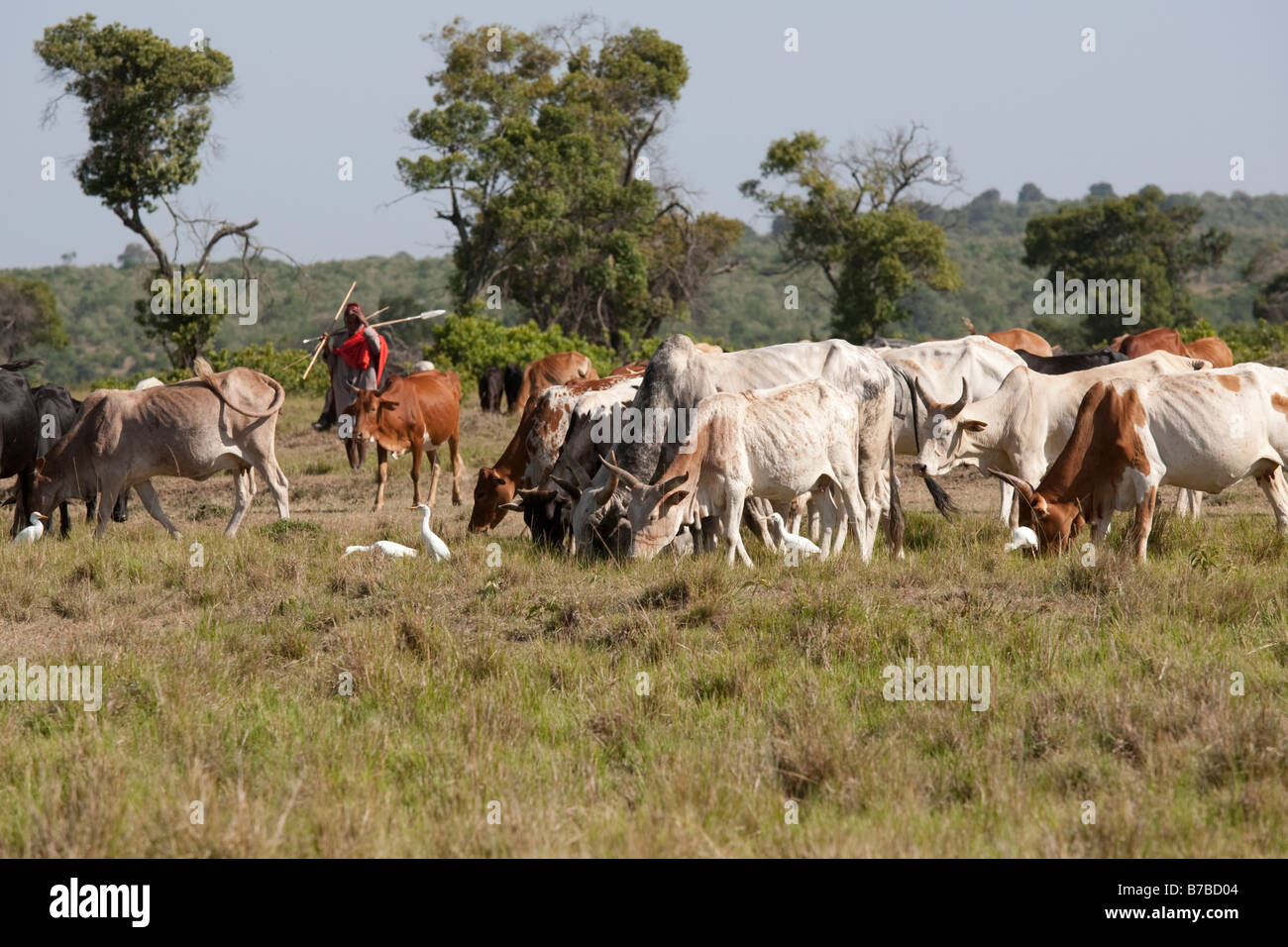Masai and cattle hi-res stock photography and images - Alamy