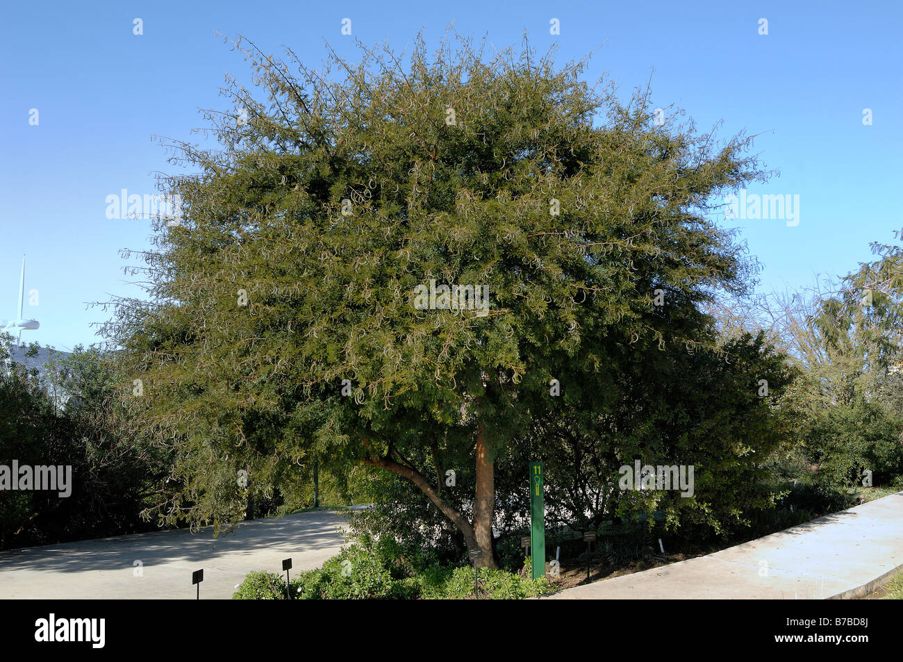 View of acacia tree hi-res stock photography and images - Alamy