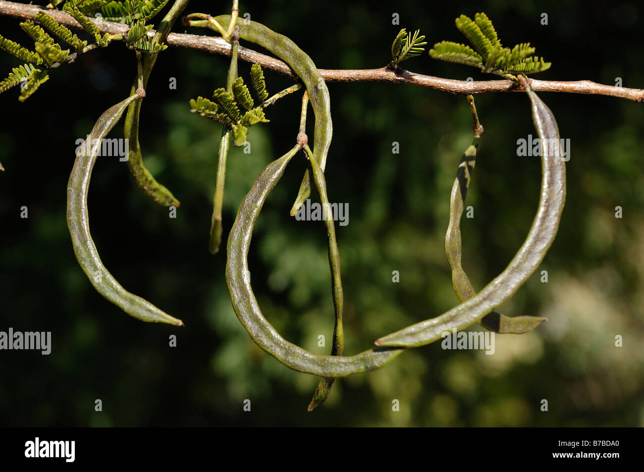 Acacia Karroo Detail of leaves and fruits Stock Photo - Alamy