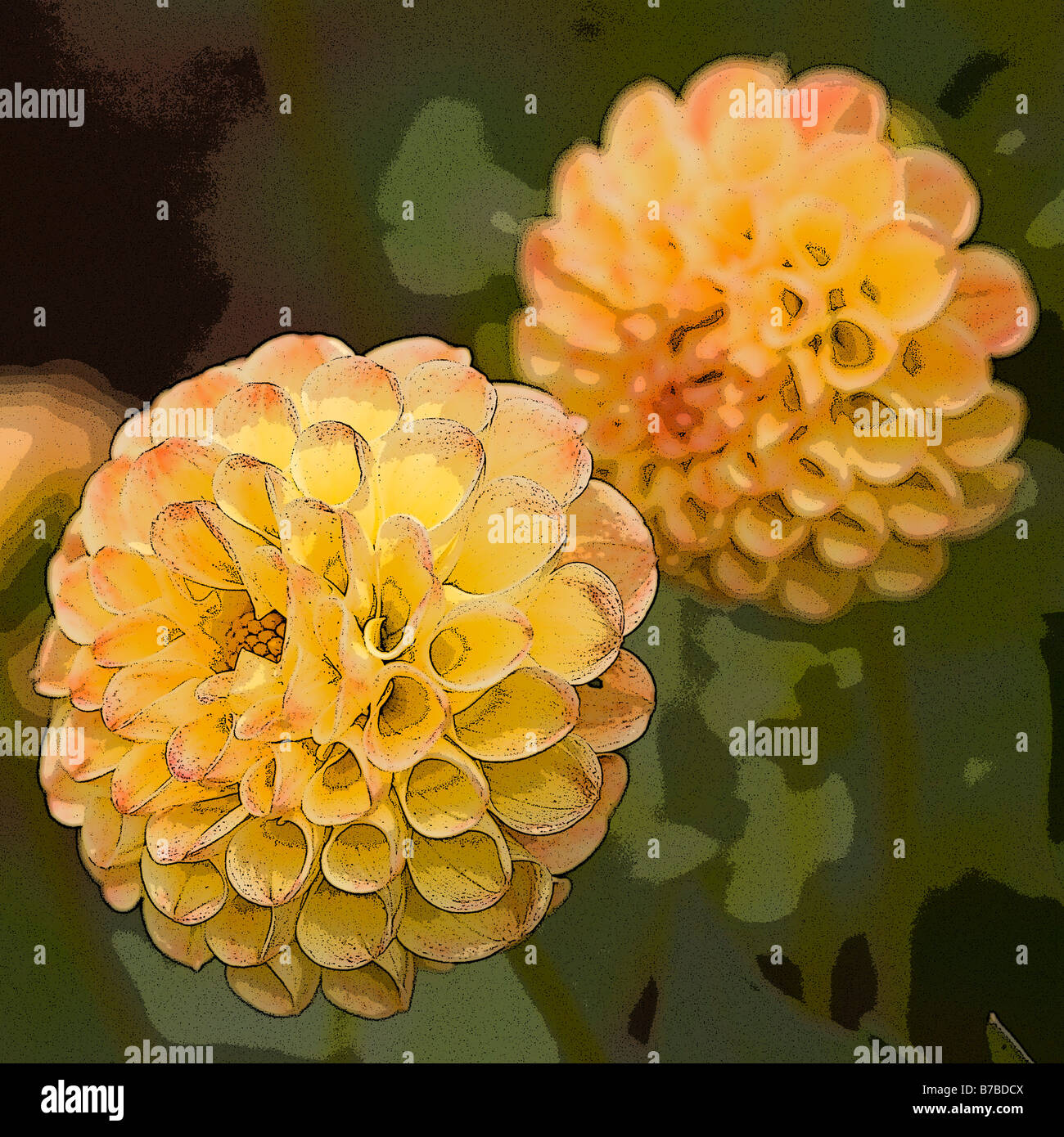 DAHLIA EDITH MUELLER Stock Photo - Alamy