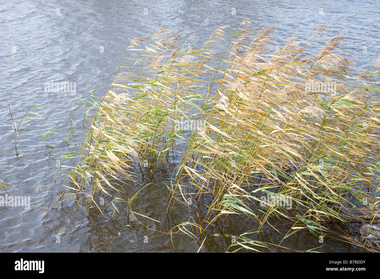 common reed, Sweden Stock Photo - Alamy