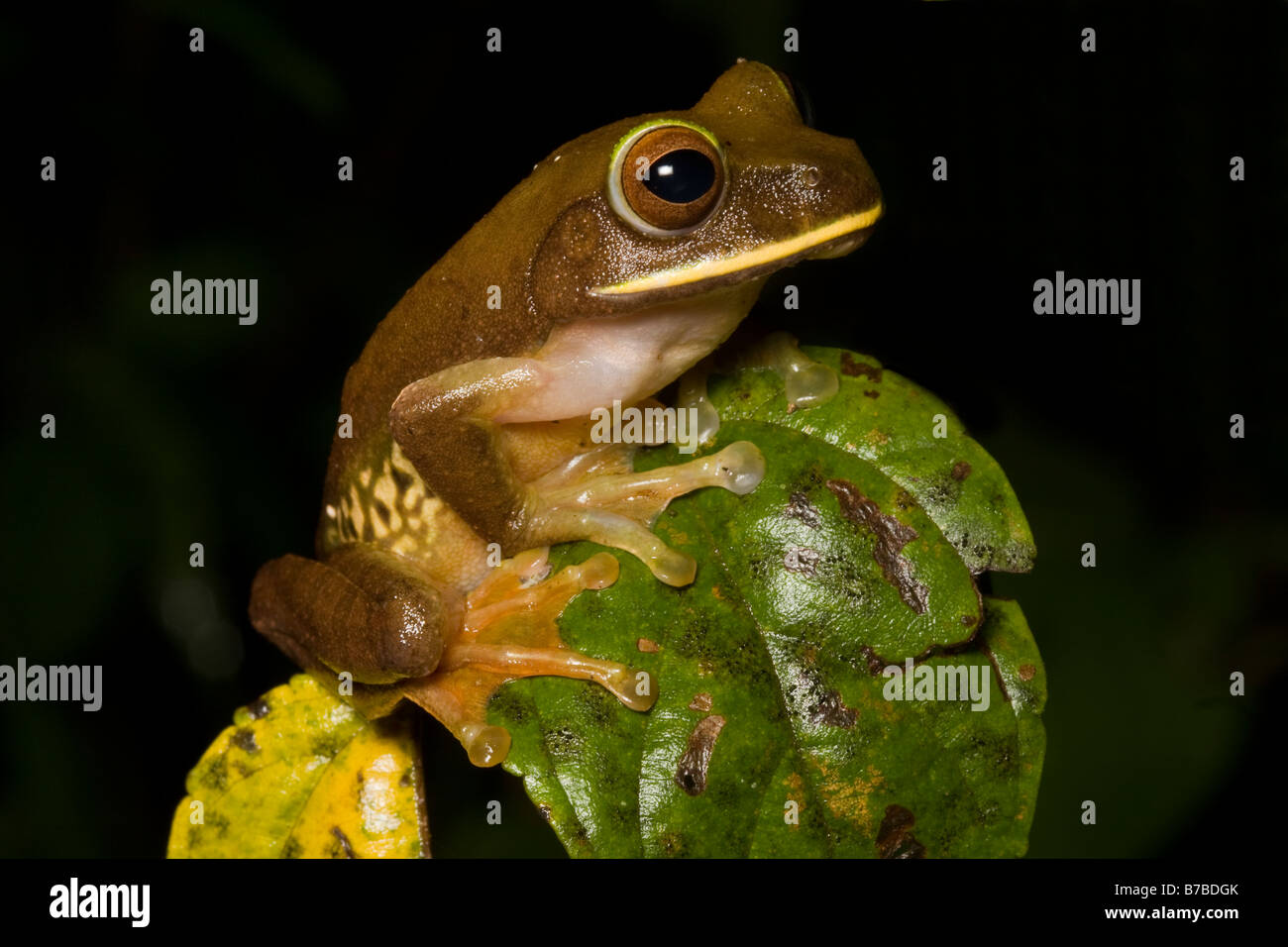 Tree frog Boophis species Ranomafana Madagascar Stock Photo - Alamy