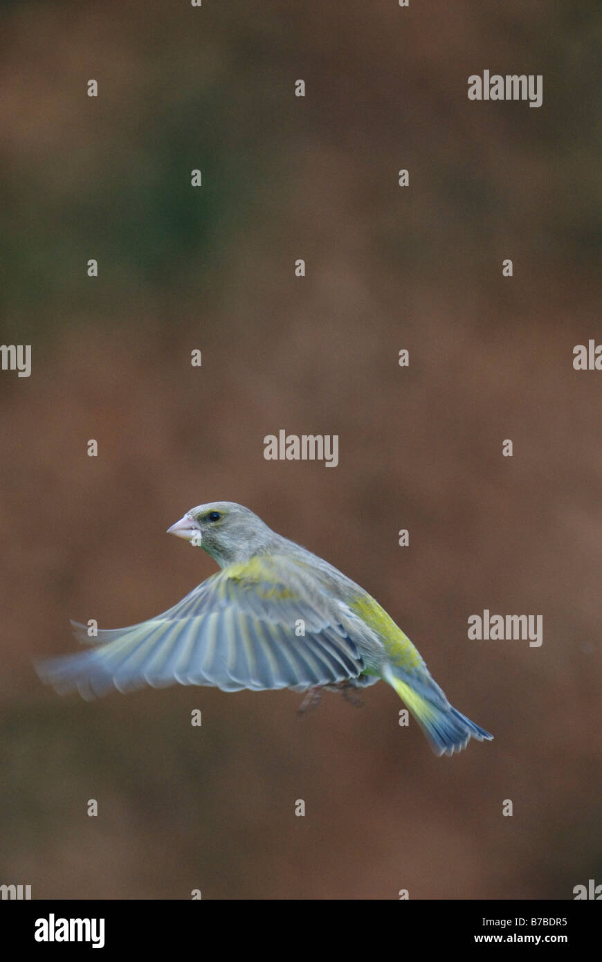 Greenfinch Carduelis chloris female in flight South Lanarkshire ...