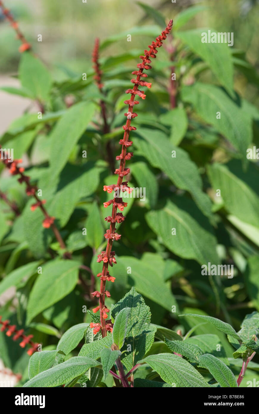 SALVIA CONFERTIFLORA LA MORTOLA Stock Photo - Alamy