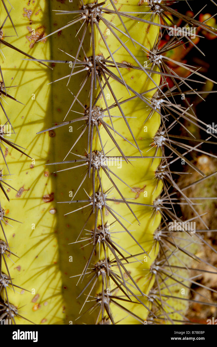 SPIKES SPIKY STING strength TEXAS TEXTURE THICK THIRST THIRSTY OUCH ...
