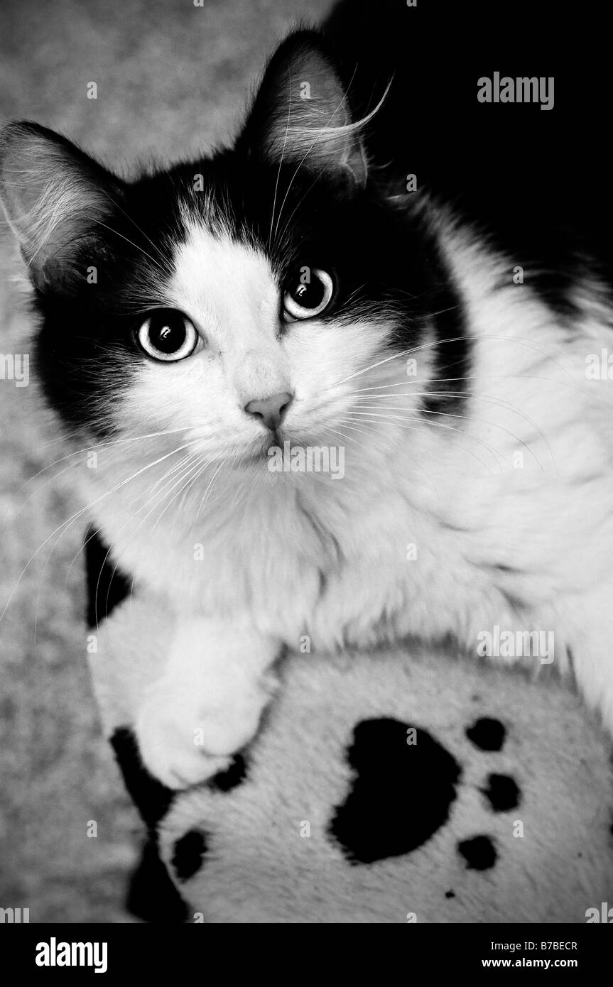 Activity Cat High Resolution Stock Photography and Images - Alamy