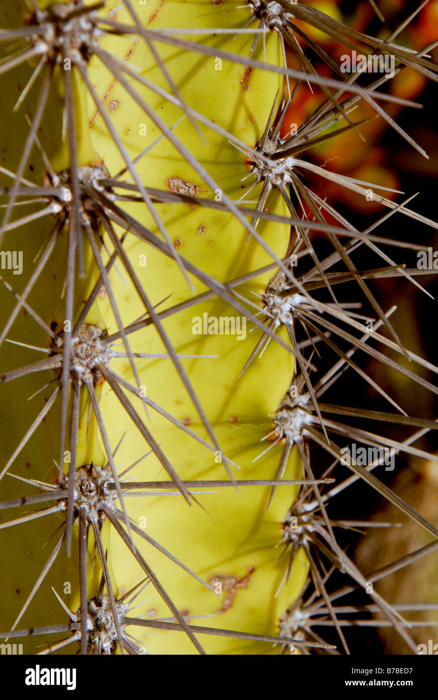 SPIKES SPIKY STING strength TEXAS TEXTURE THICK THIRST THIRSTY OUCH ...