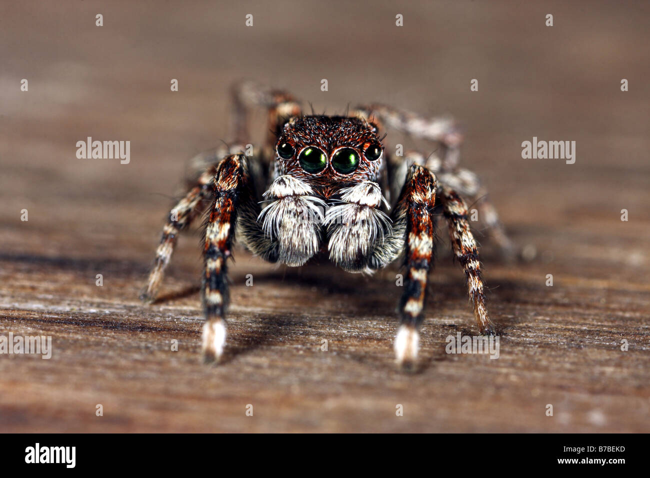Jumping spider (Sitticus saxicola), male sitting on dead wood Stock ...