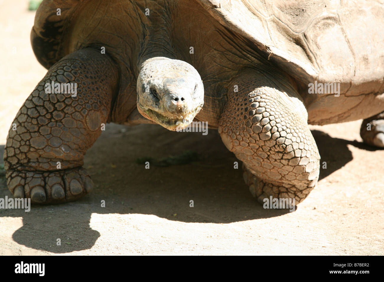 Wrinkled shell hi-res stock photography and images - Alamy