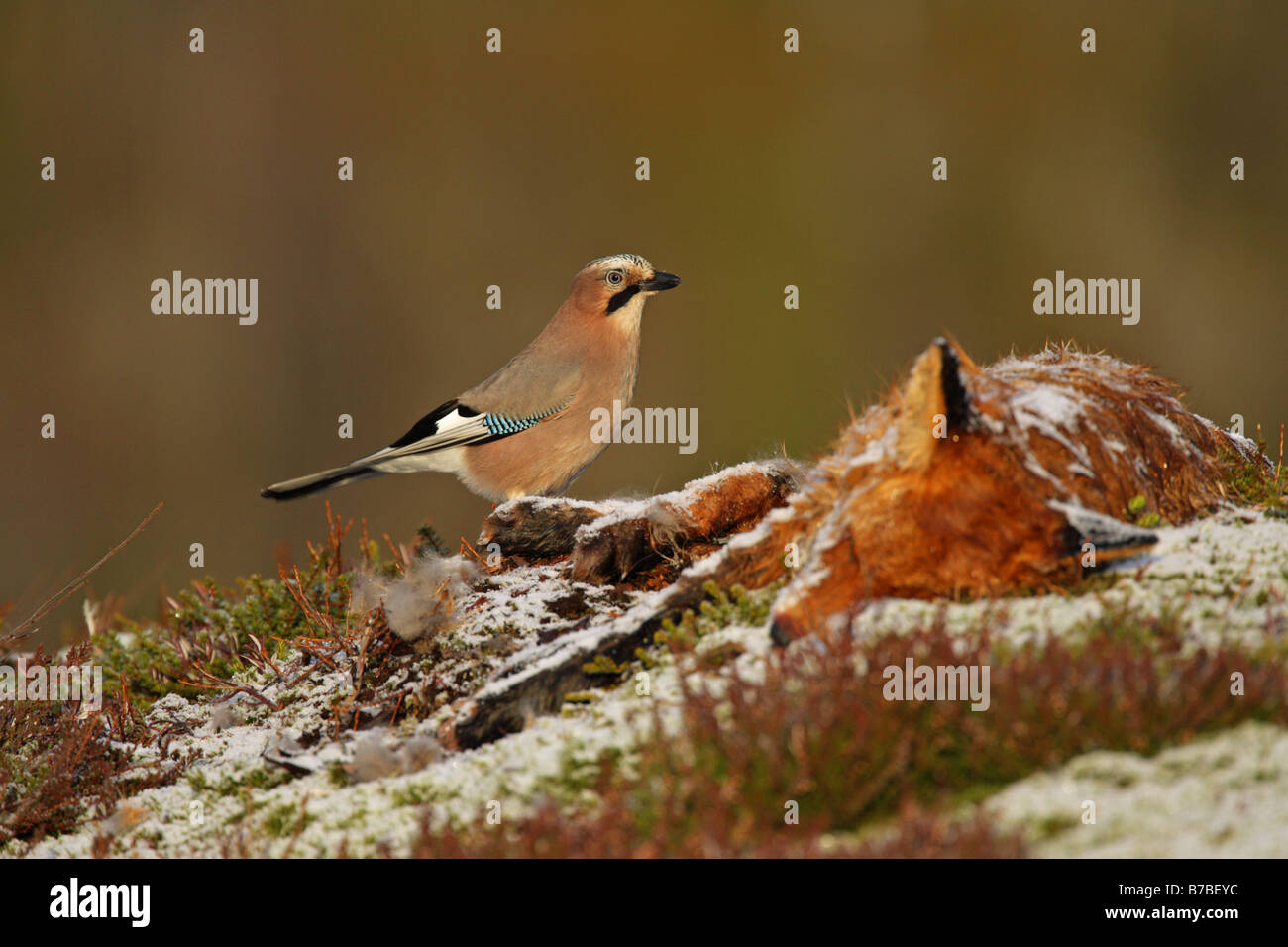 Dead red fox hi-res stock photography and images - Alamy