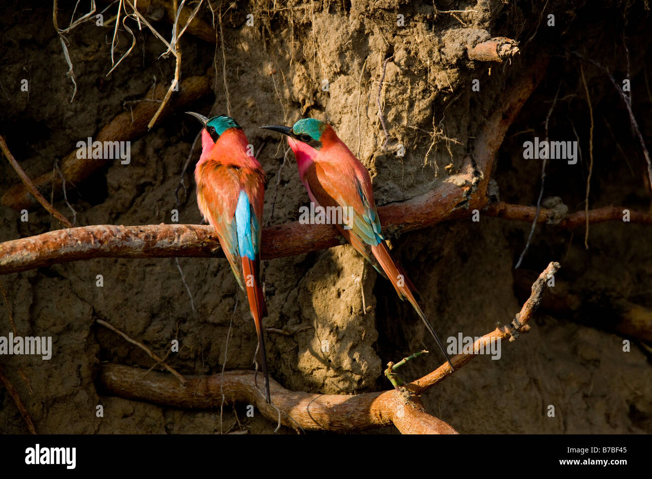 Carmine bee eater botswana hi-res stock photography and images - Alamy